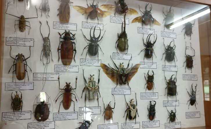 The Museum of World Insects and Natural Wonders :: Chiang Mai Master