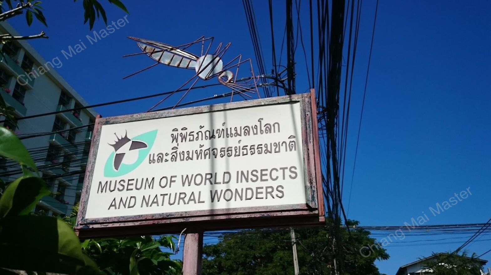 The Museum of World Insects and Natural Wonders :: Chiang Mai Master